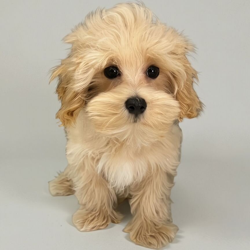 Мальтипу, щенок