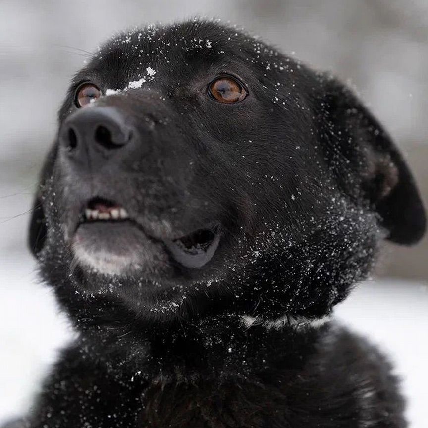 Роскошная девочка Шелли