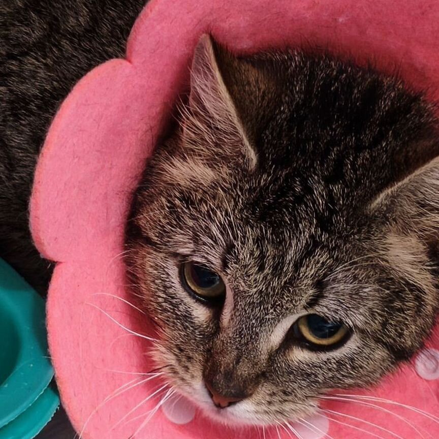 Взрослая, кошка в добрые руки