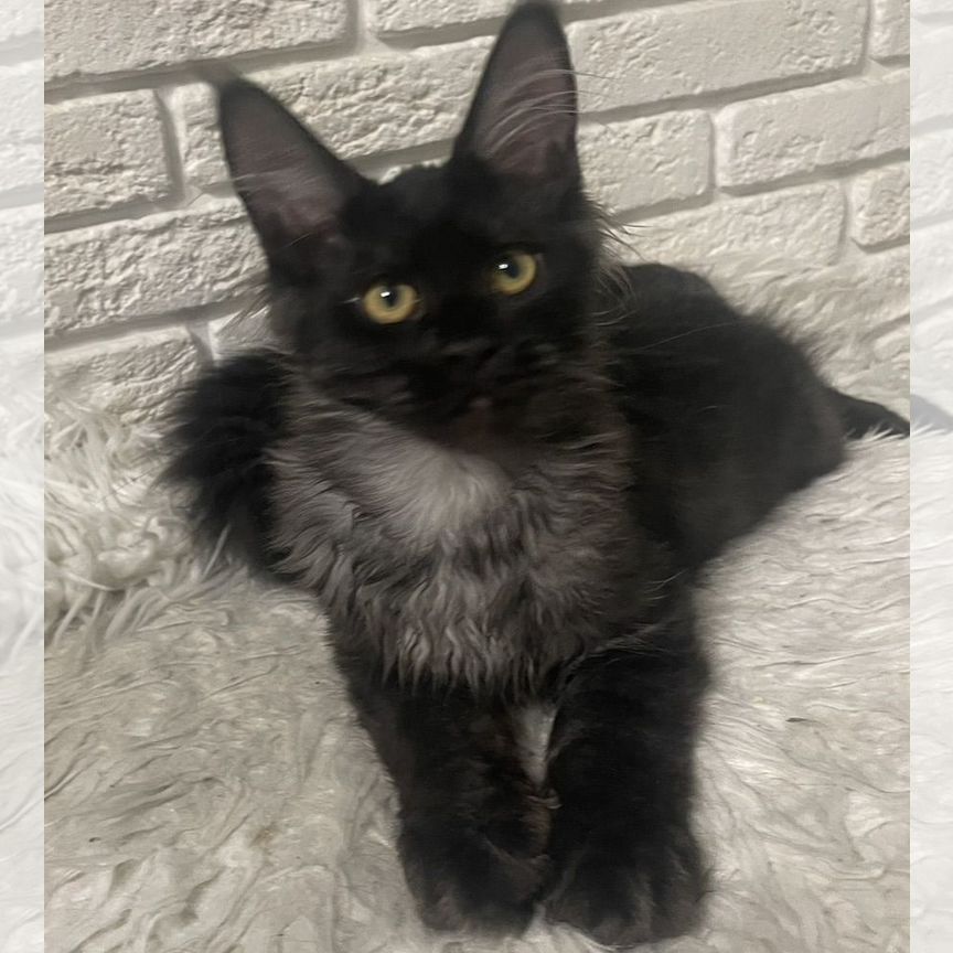 Мейн-кун котёнок