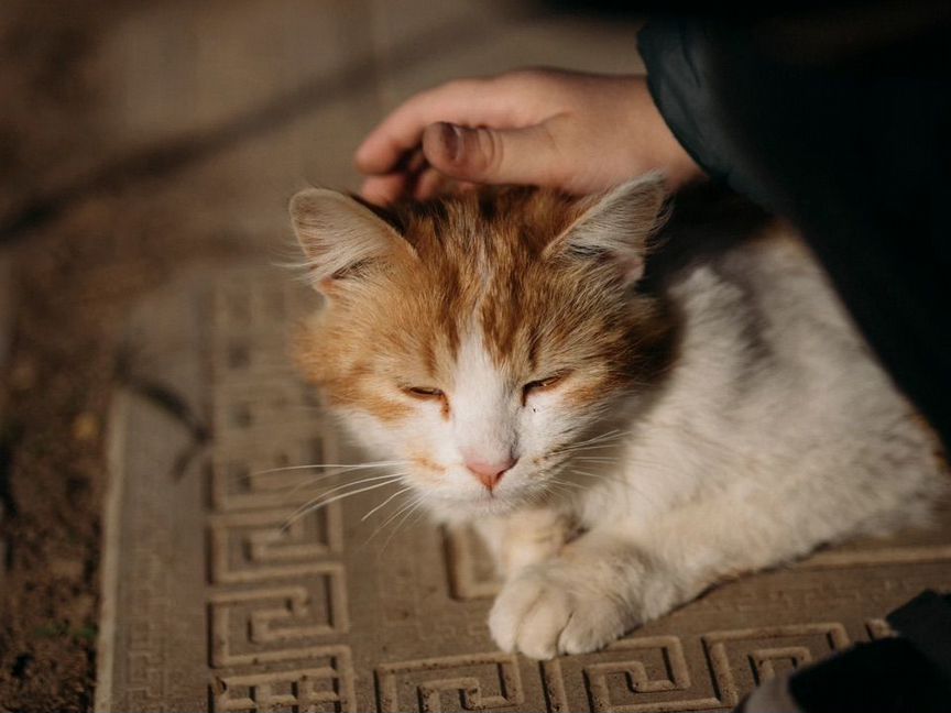 Кошечка ищет дом