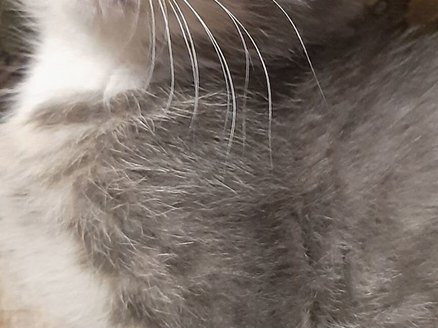 Котята вислоухие продаются