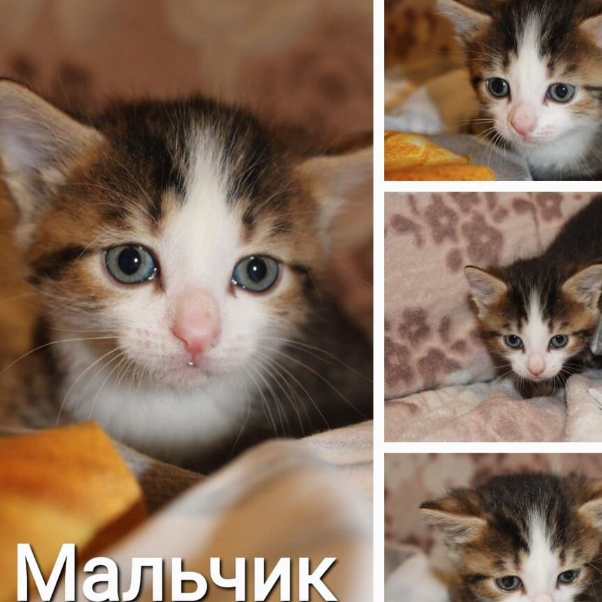 Отдам котенка в добрые руки