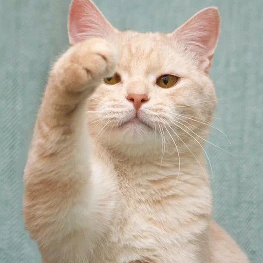 Взрослый кот в добрые руки