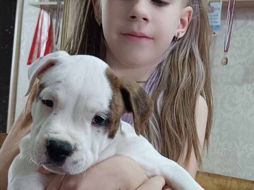 Щенки амстаффа