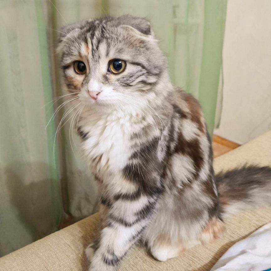 Отдам кошку в добрые руки