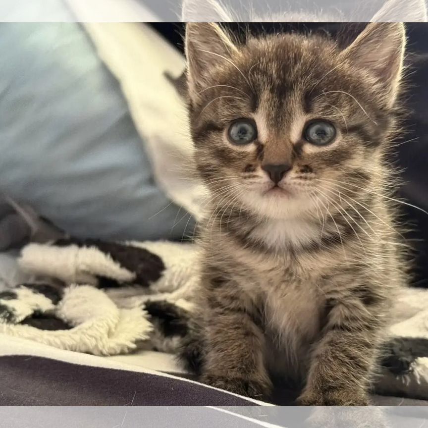 Котёнок в добрые руки