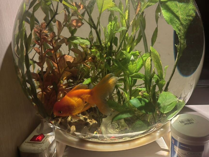 Аквариум и все принадлежности