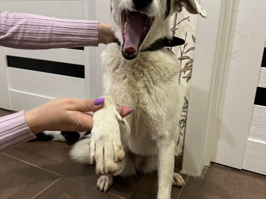 Собака в добрые руки