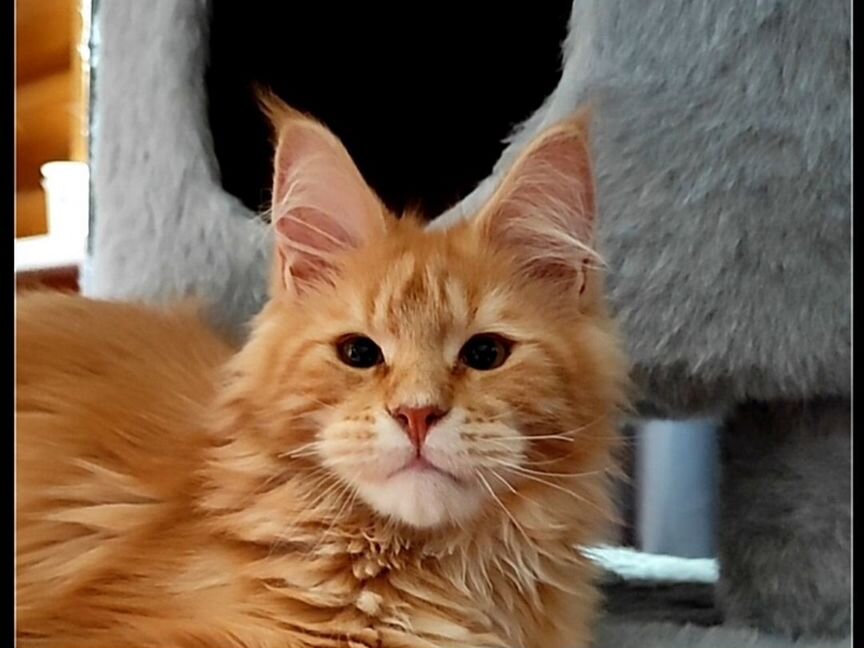 Котята мейн-кун