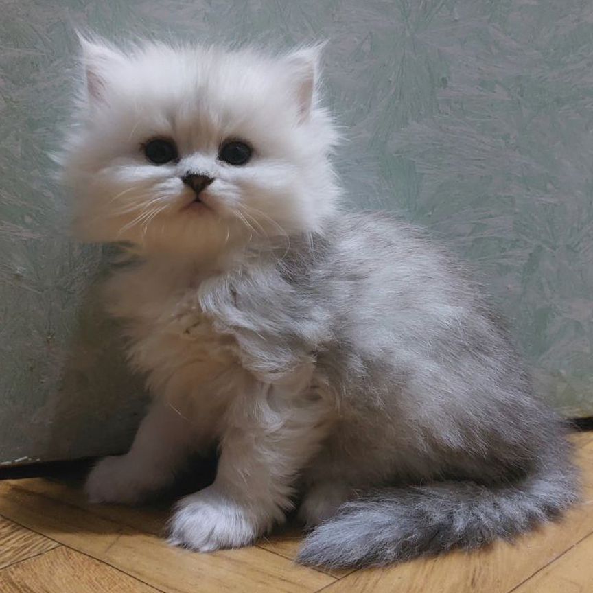 Персидский котёнок