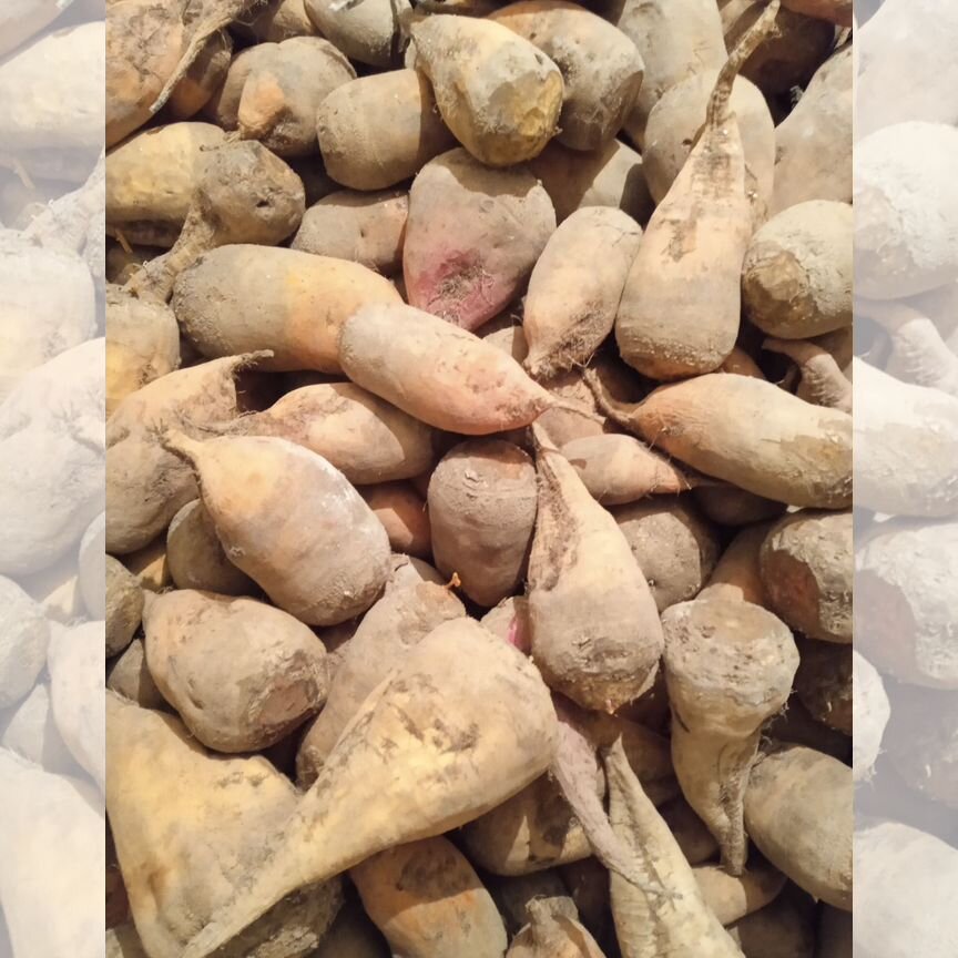 Свекла кормовая