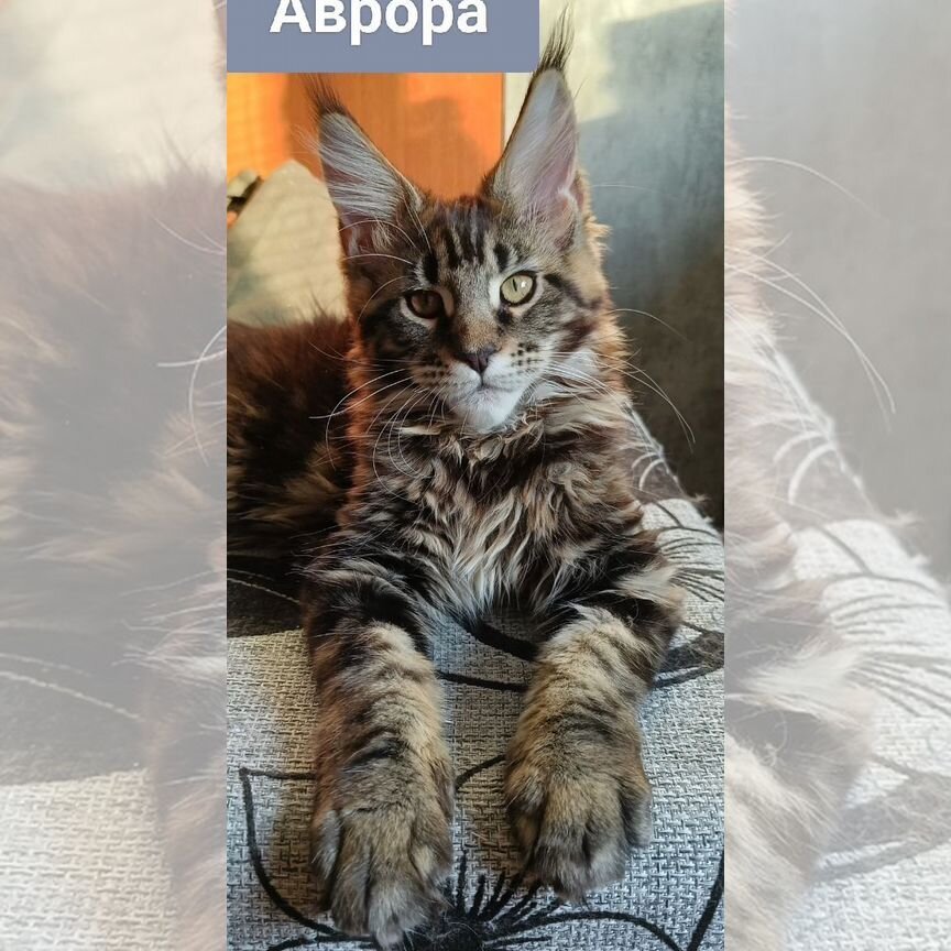 Мейн-кун котёнок