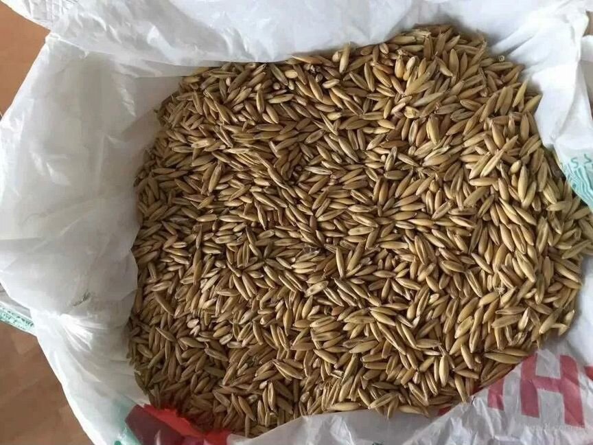 Продам рожь