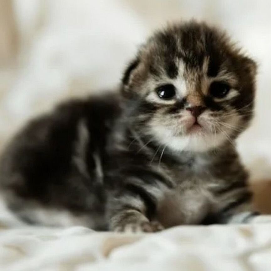 Шотландский вислоухий длинношёрстный котёнок