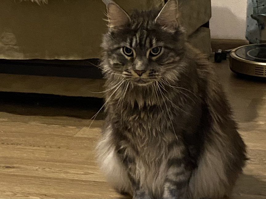 Мейн-кун бесплатно в ответственные руки