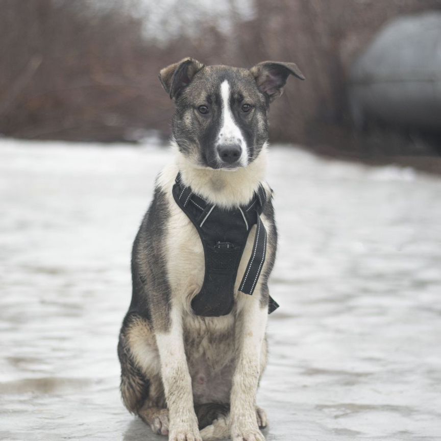 Щенок Зефир в добрые руки