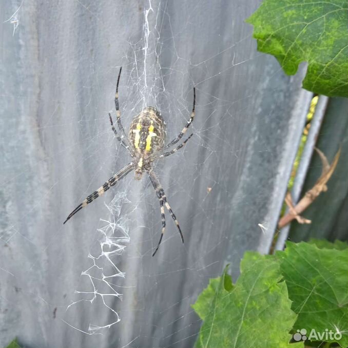 Паук Аргиопа (оса)