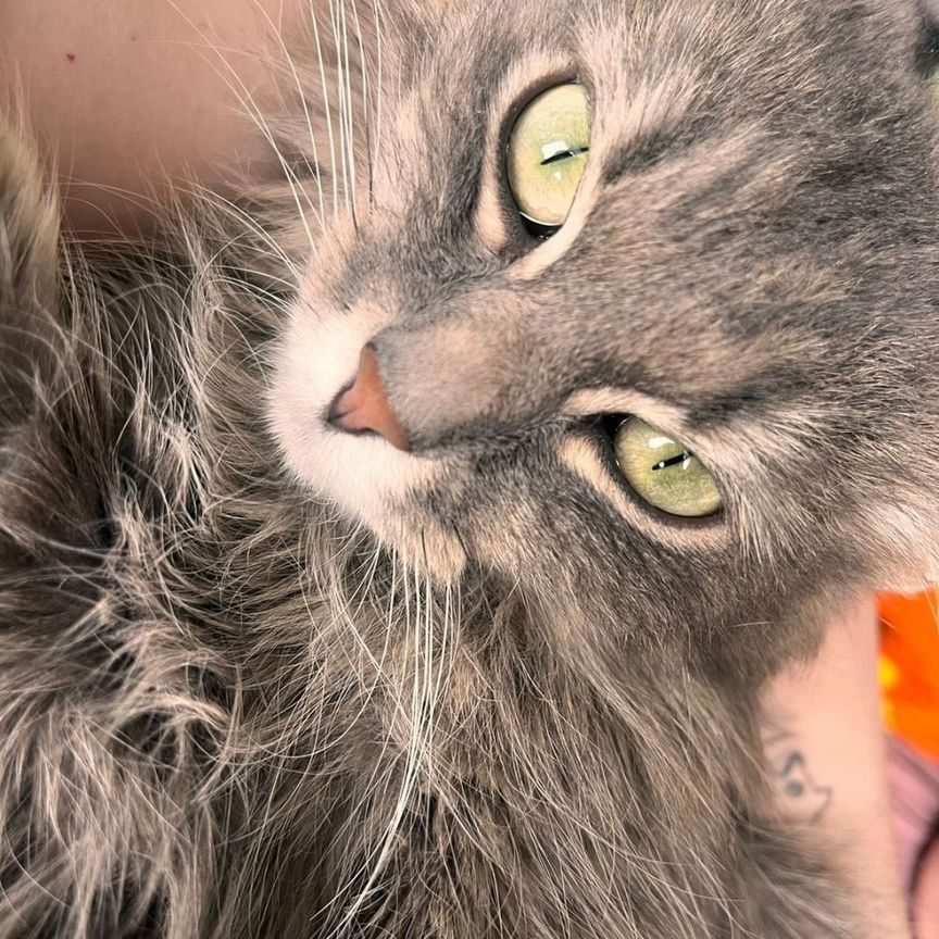 Кошка