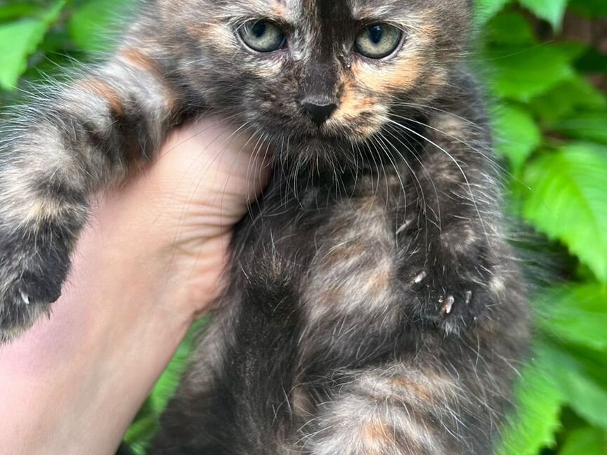 Котенок-девочка в добрые руки. Неземная красота