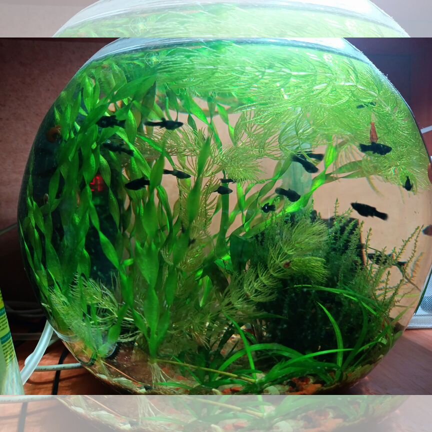 Рыбки моллинезии