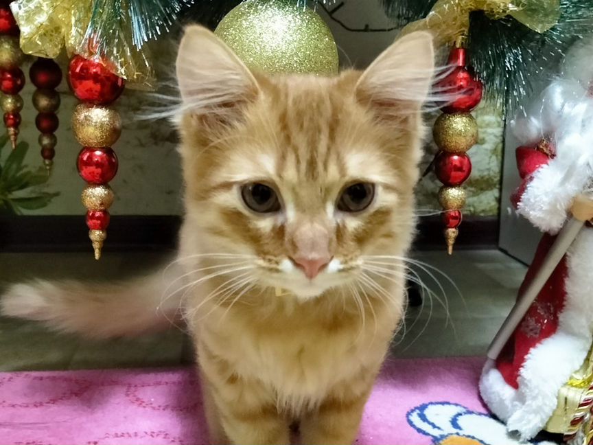 Рыжий кот 4 месяца
