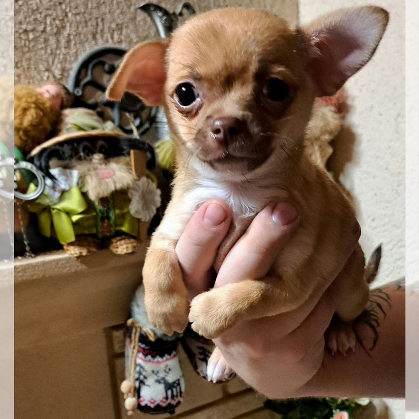 Чихуахуа, щенок