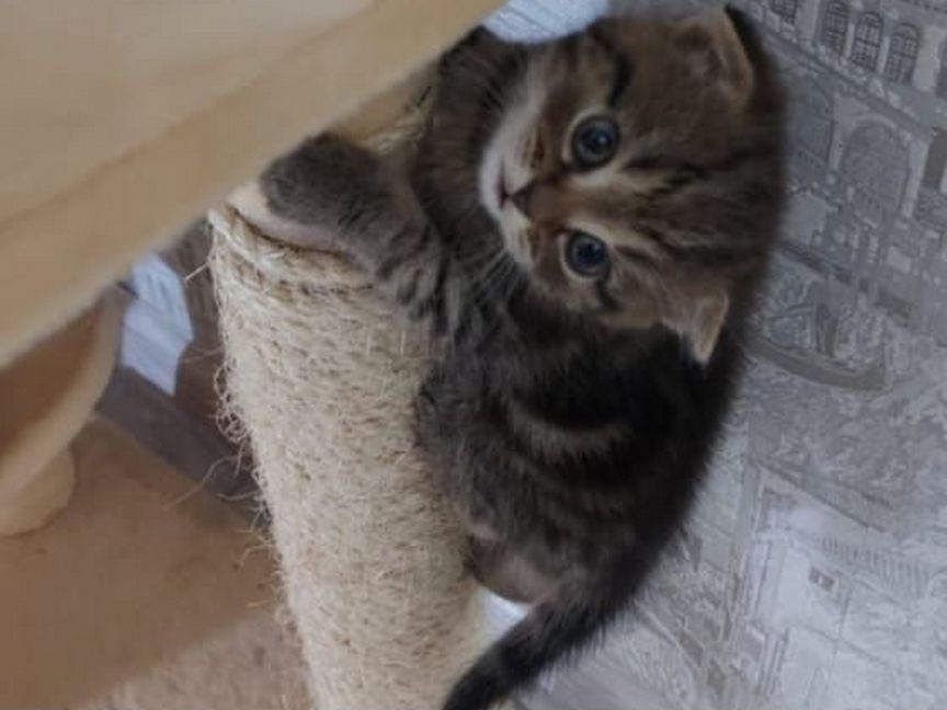 Котята шотландские вислоухие