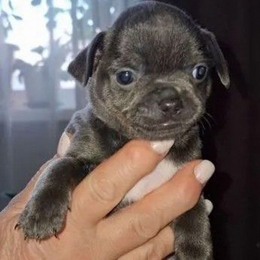 Чихуахуа, щенок