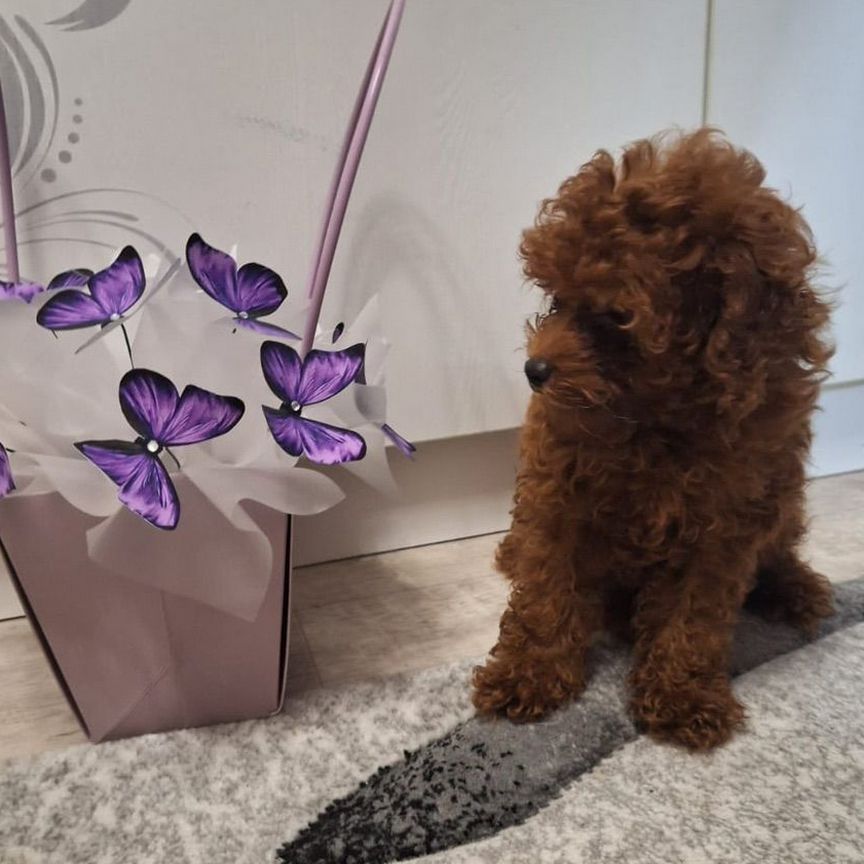 Той-пудель, щенок