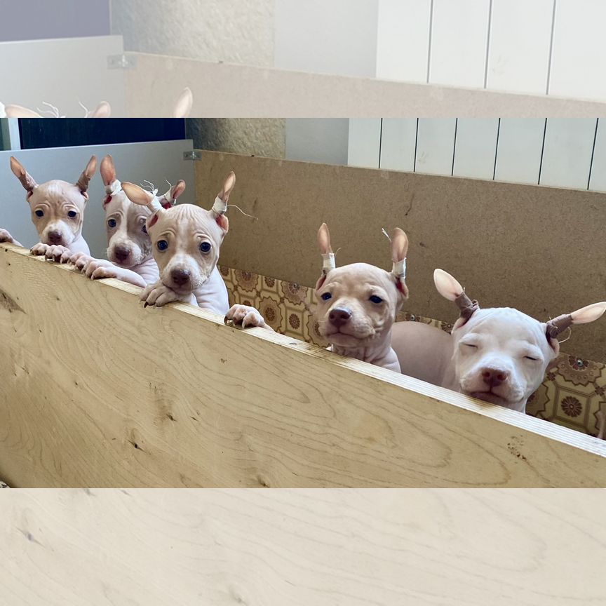 Американский голый терьер, щенок