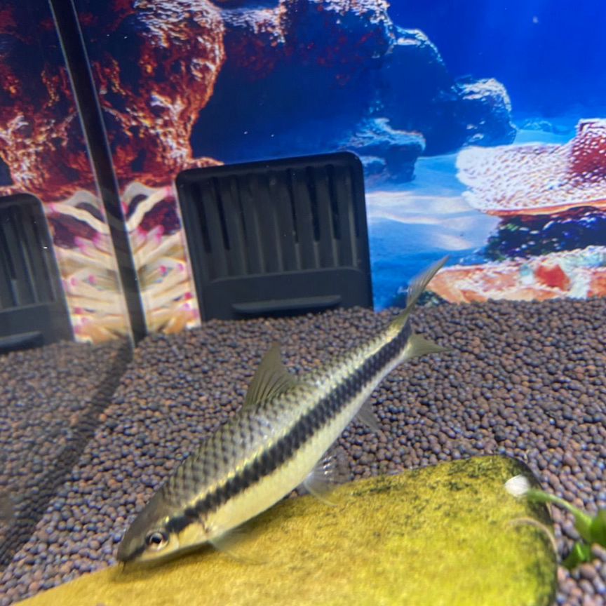 Сиамский водорослеед