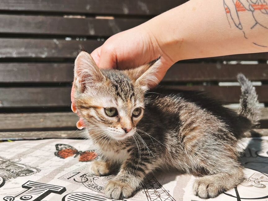 Котеночек в добрые руки
