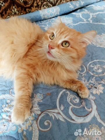 Котик Шерхан ищет дом
