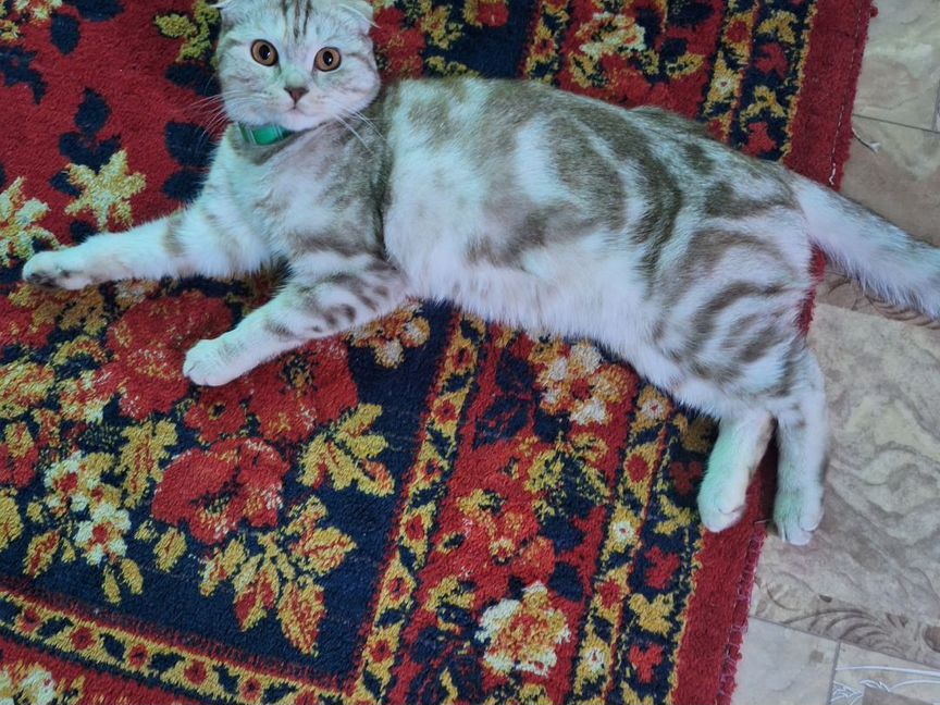 Шотландская вислоухая кошка бесплатно