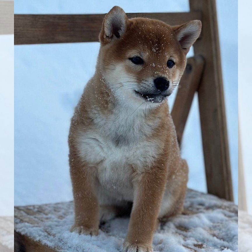 Сиба-ину, щенок