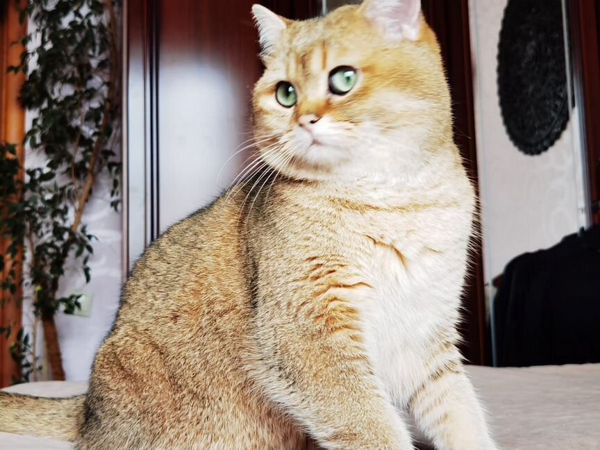Породистые большие кошки