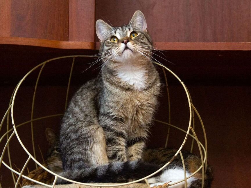 Котёнок, мурчлявый Тигруля ищет семью