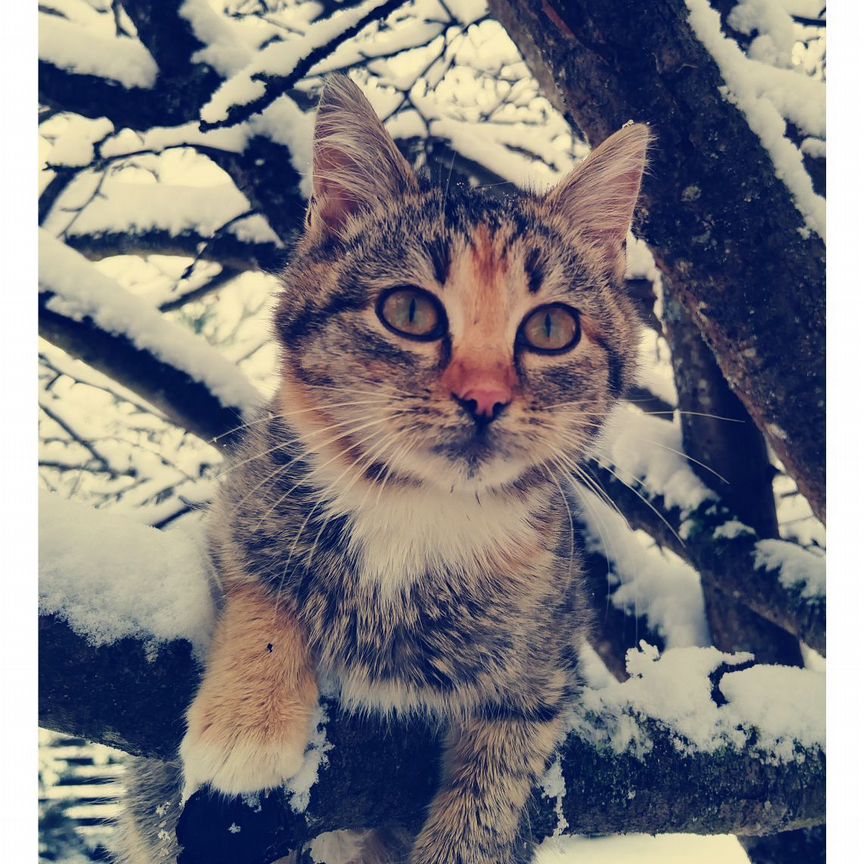 Котенок замерзнет