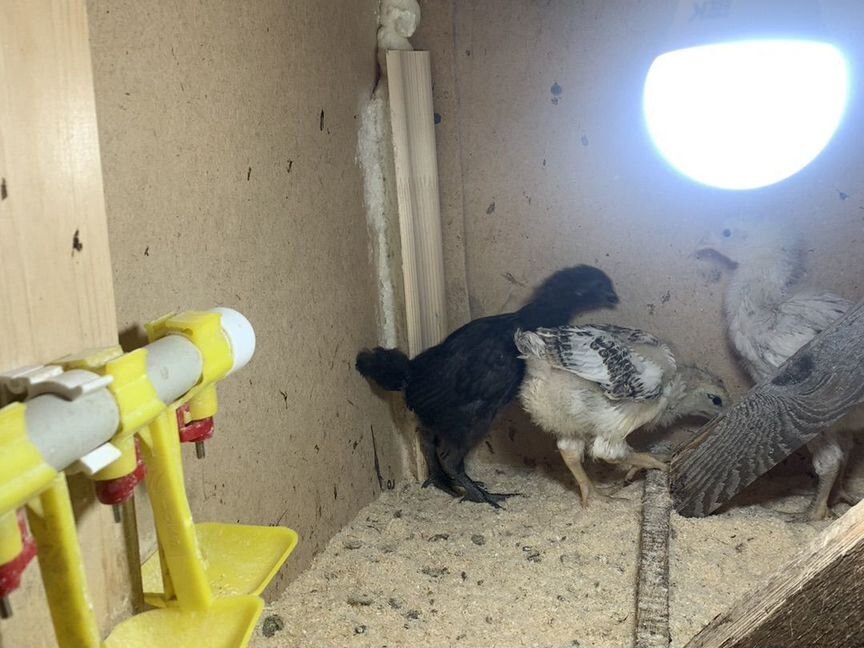 Цыплята несушки