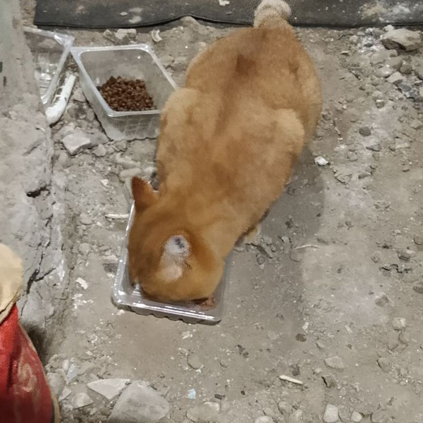 Взрослый кот в добрые руки