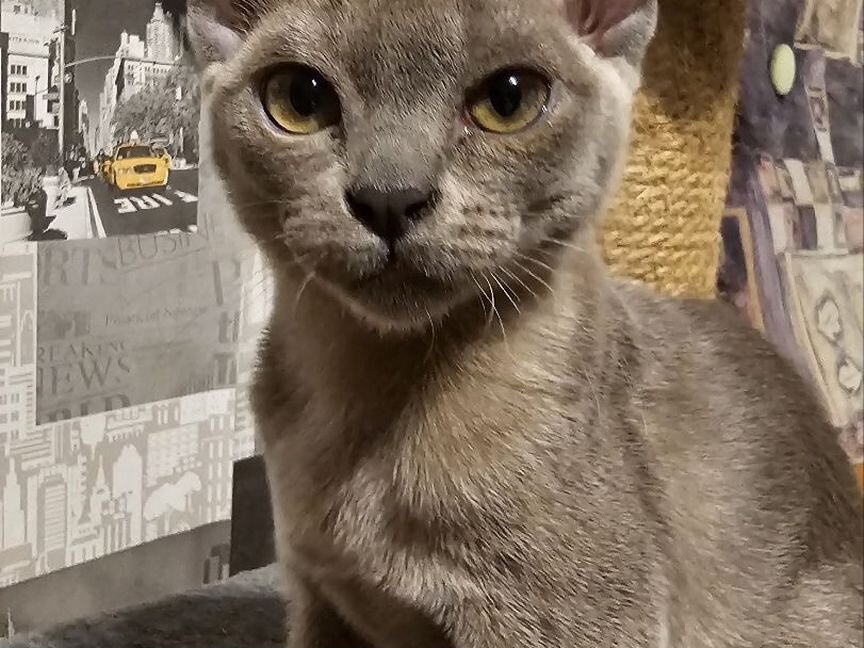 Бурманская кошечка