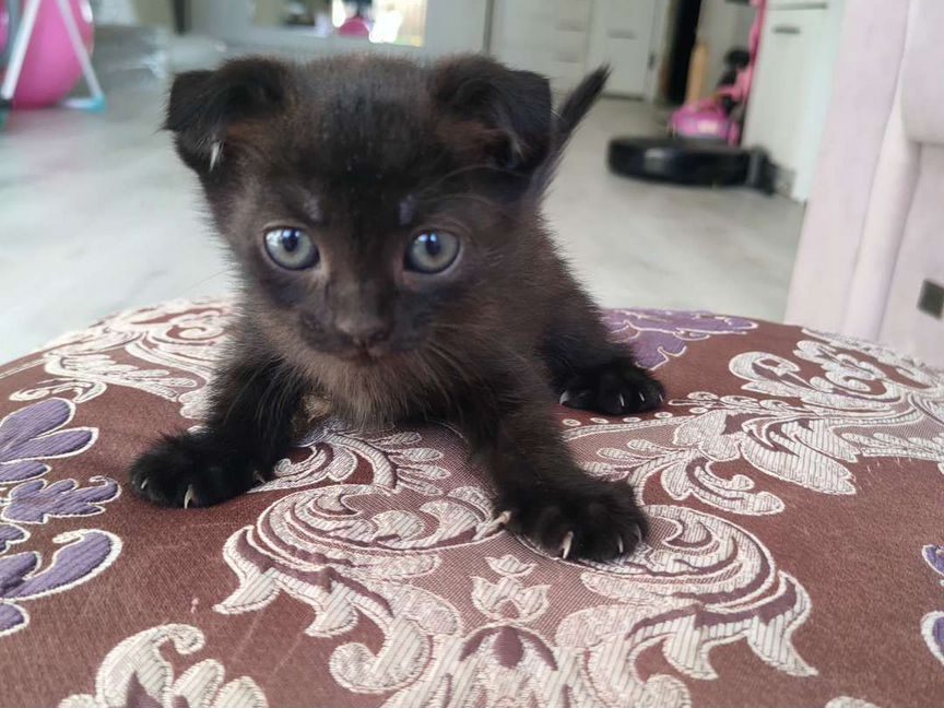 Котята шотландские вислоухие и прямоухие