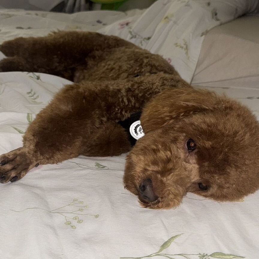 Той-пудель, щенок