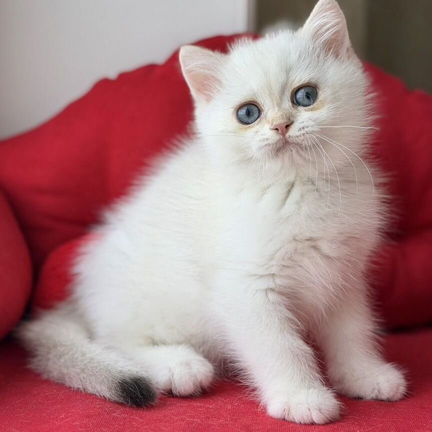 Британский короткошёрстный котёнок
