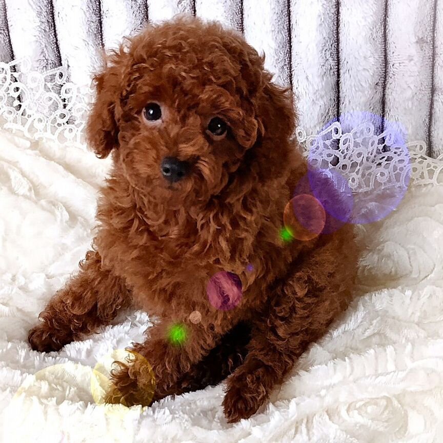 Той-пудель, щенок