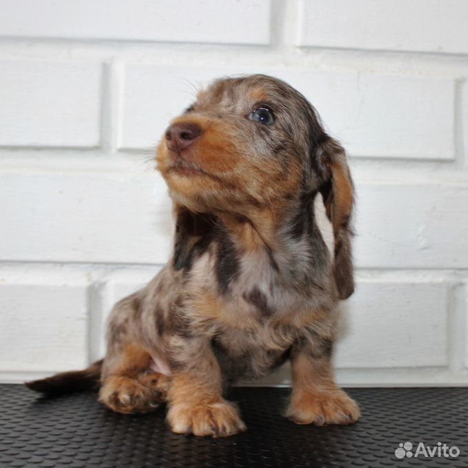 Жесткошерстный кроличий малыш таксы