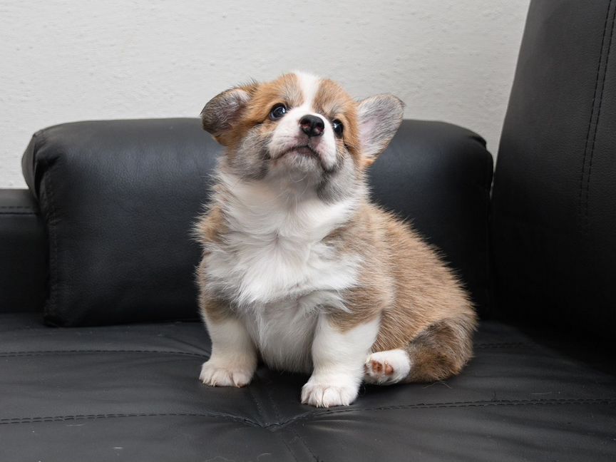 Щенки корги