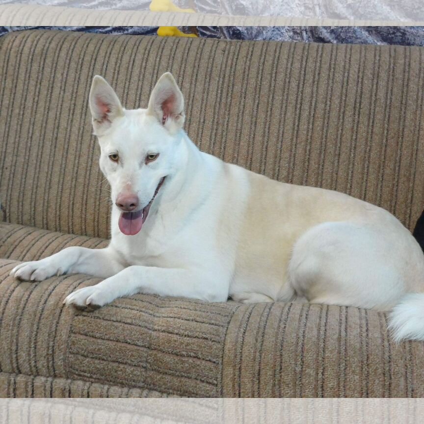 Взрослая собака в добрые руки