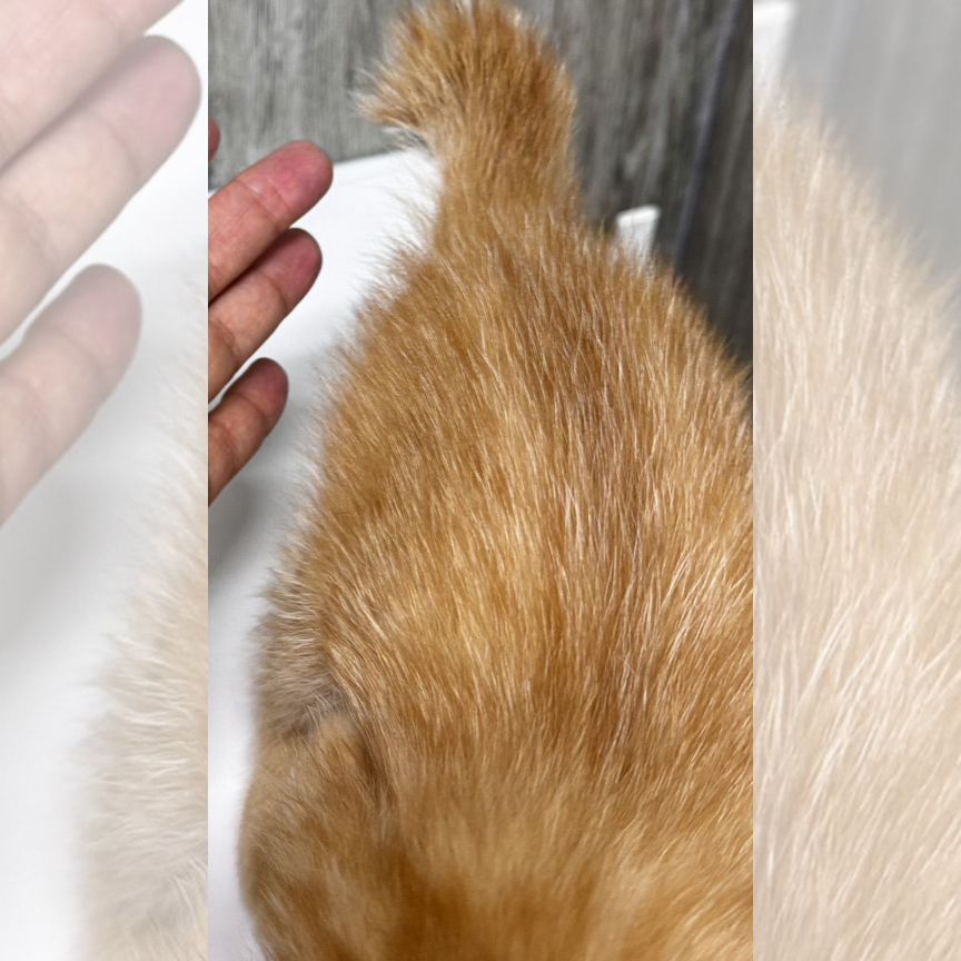 Курильский бобтейл длинношёрстный котёнок